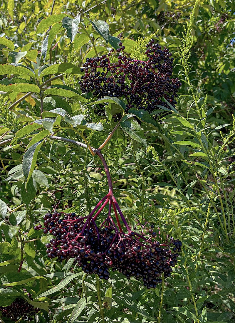 How to Make Elderberry Syrup - Simple is Gourmet